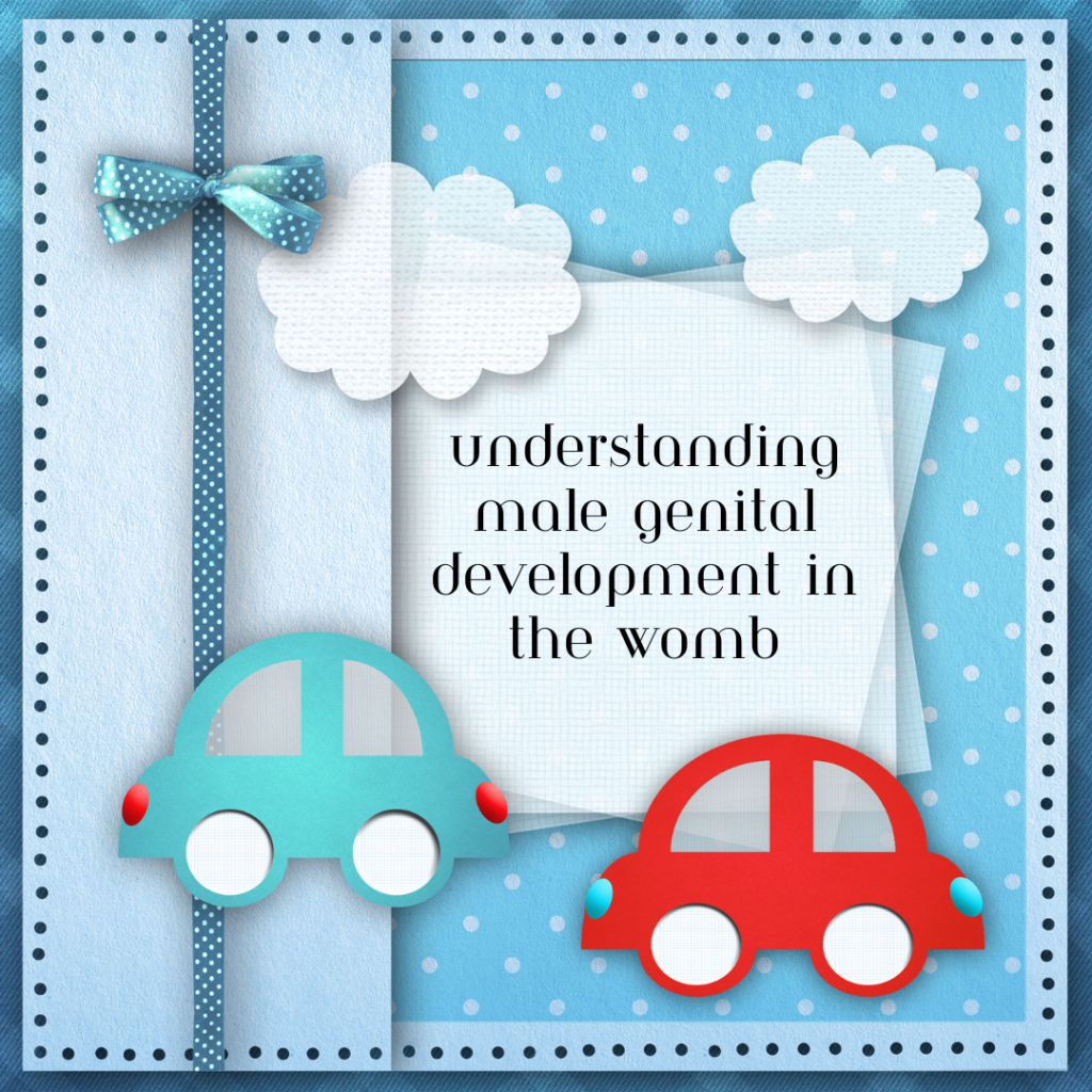 Understanding Male Genital Development in the Womb - Los Angeles Birth Doula