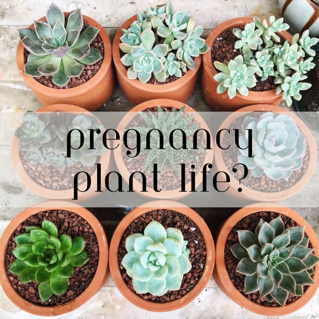 The Peace and Health Benefits of Plants for Pregnant Women - Los ...